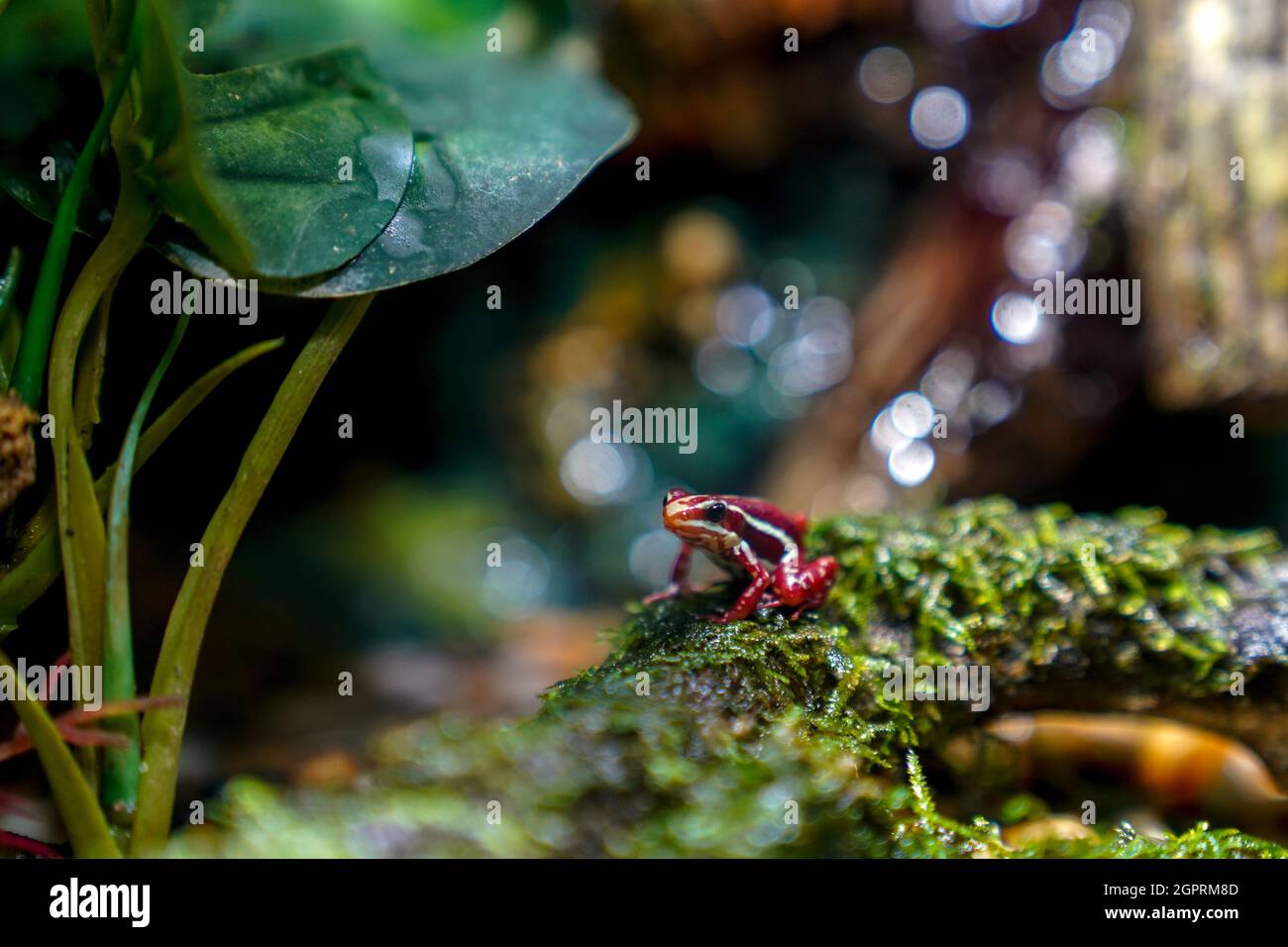 Arbre poison de la mer Banque de photographies et d’images à haute ...