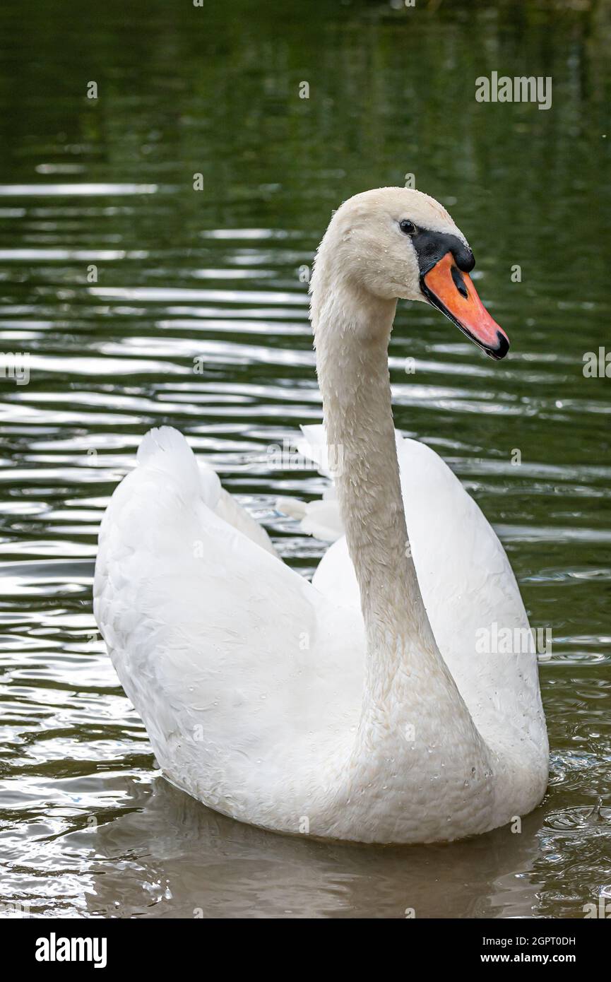 Mâle cygne muet en colère Banque de photographies et d’images à haute résolution - Alamy
