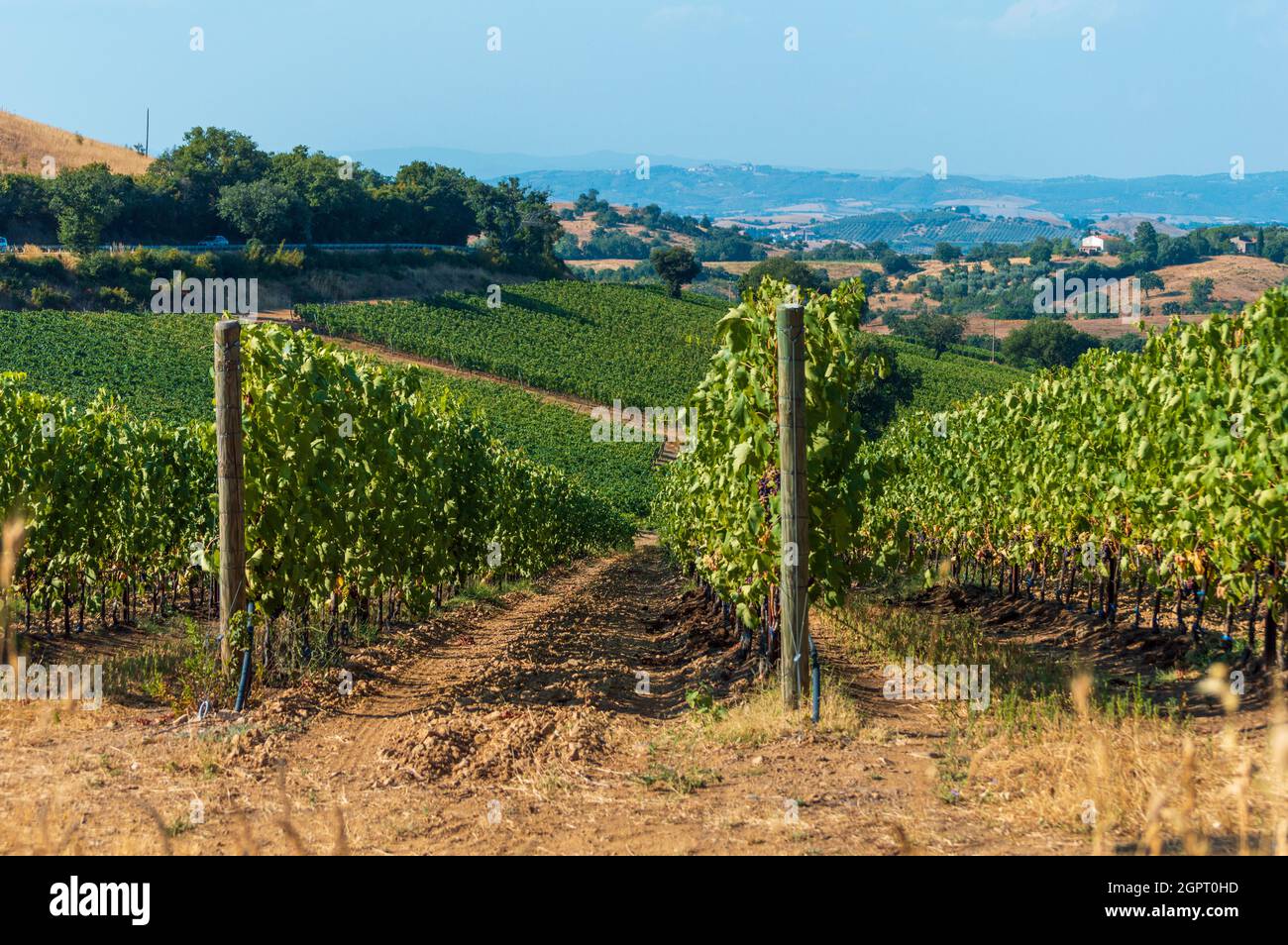 Champs de vignes agricoles dans les terres agricoles de Toscane en ...