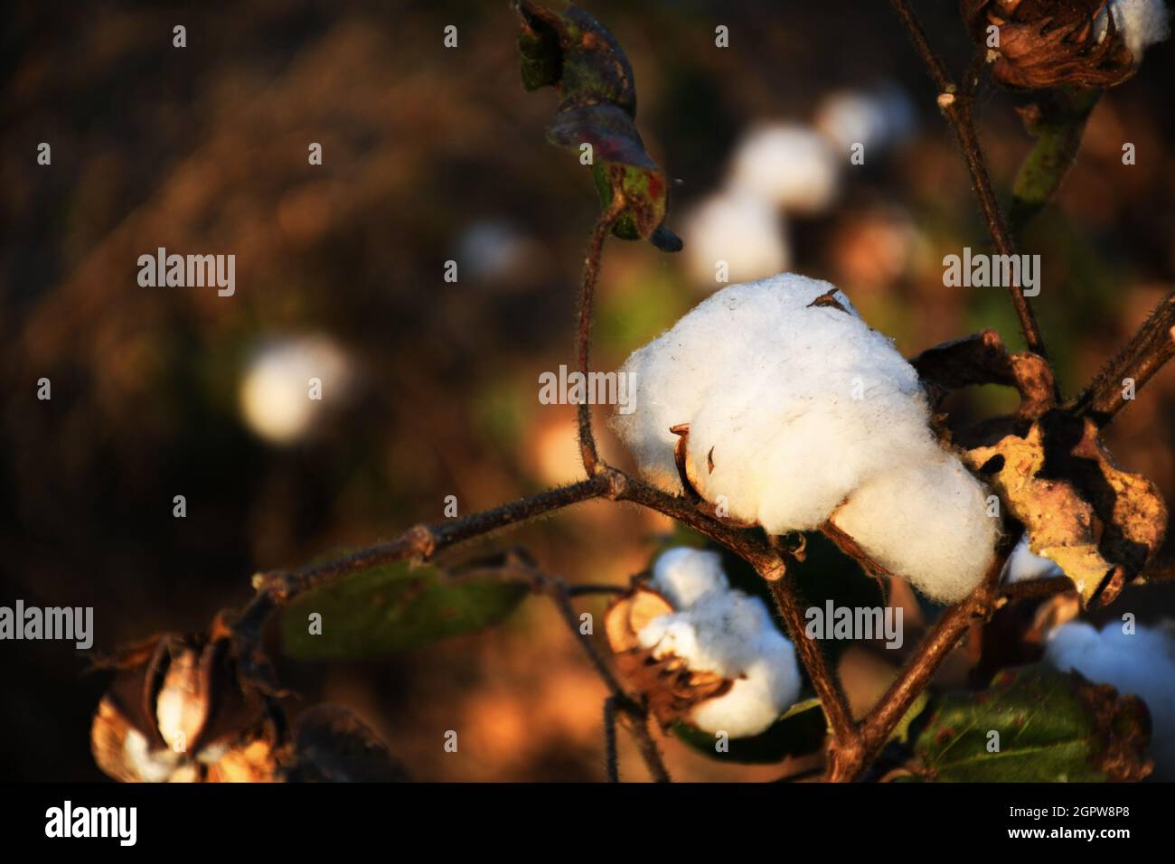Gros plan du Gossypium hirsutum également connu sous le nom de coton ...