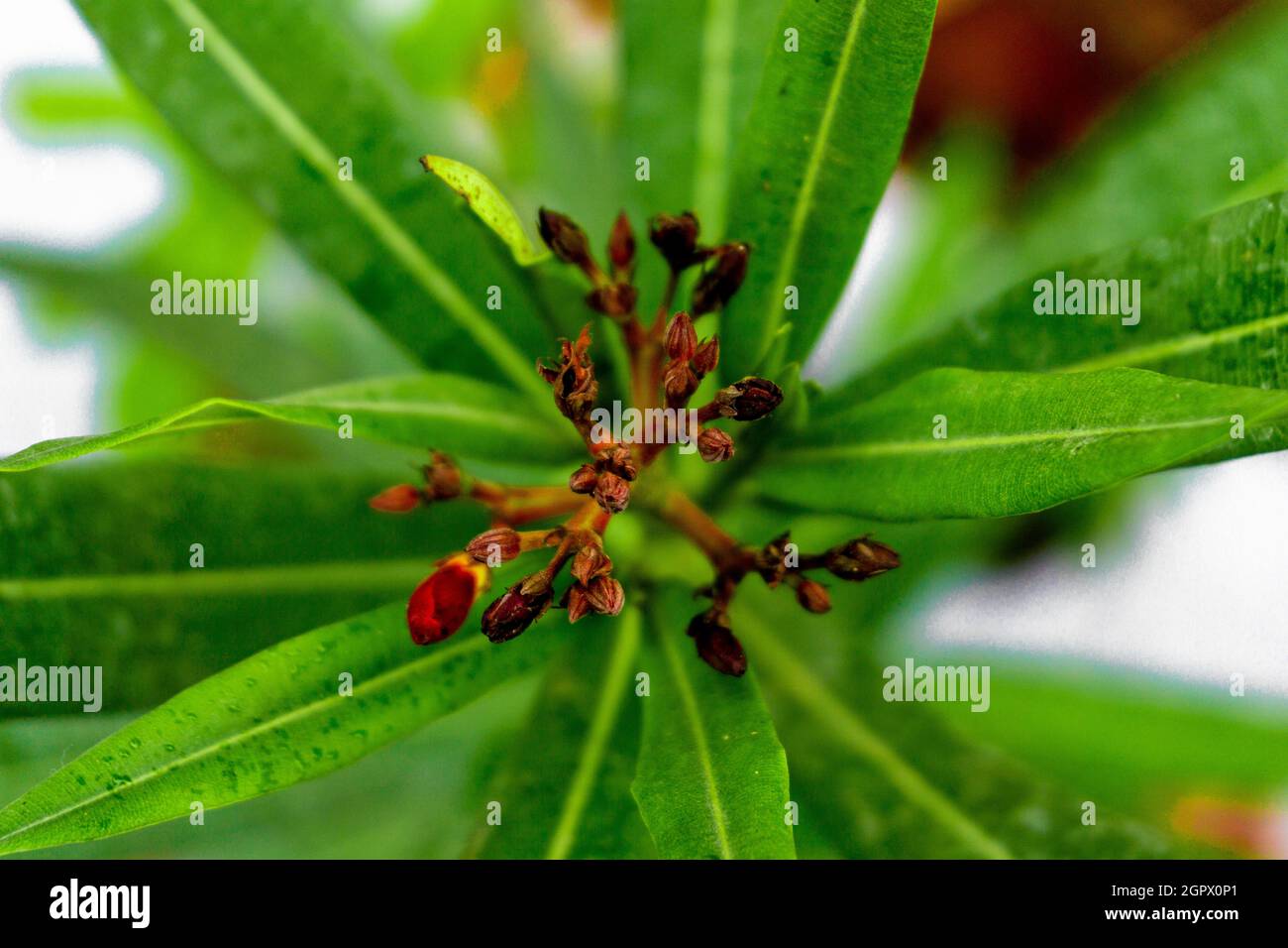 Feuilles de girofle Banque de photographies et d’images à haute ...