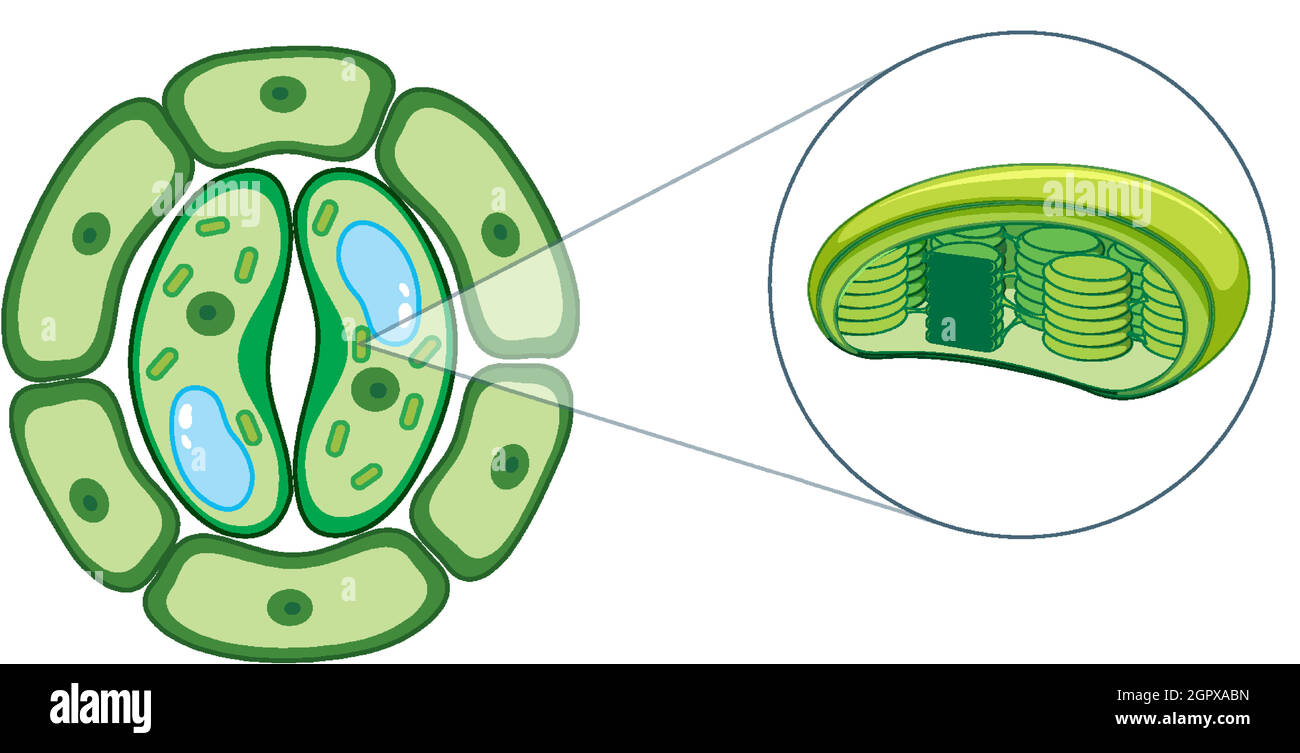 Schéma de la cellule végétale Banque d'images vectorielles - Alamy