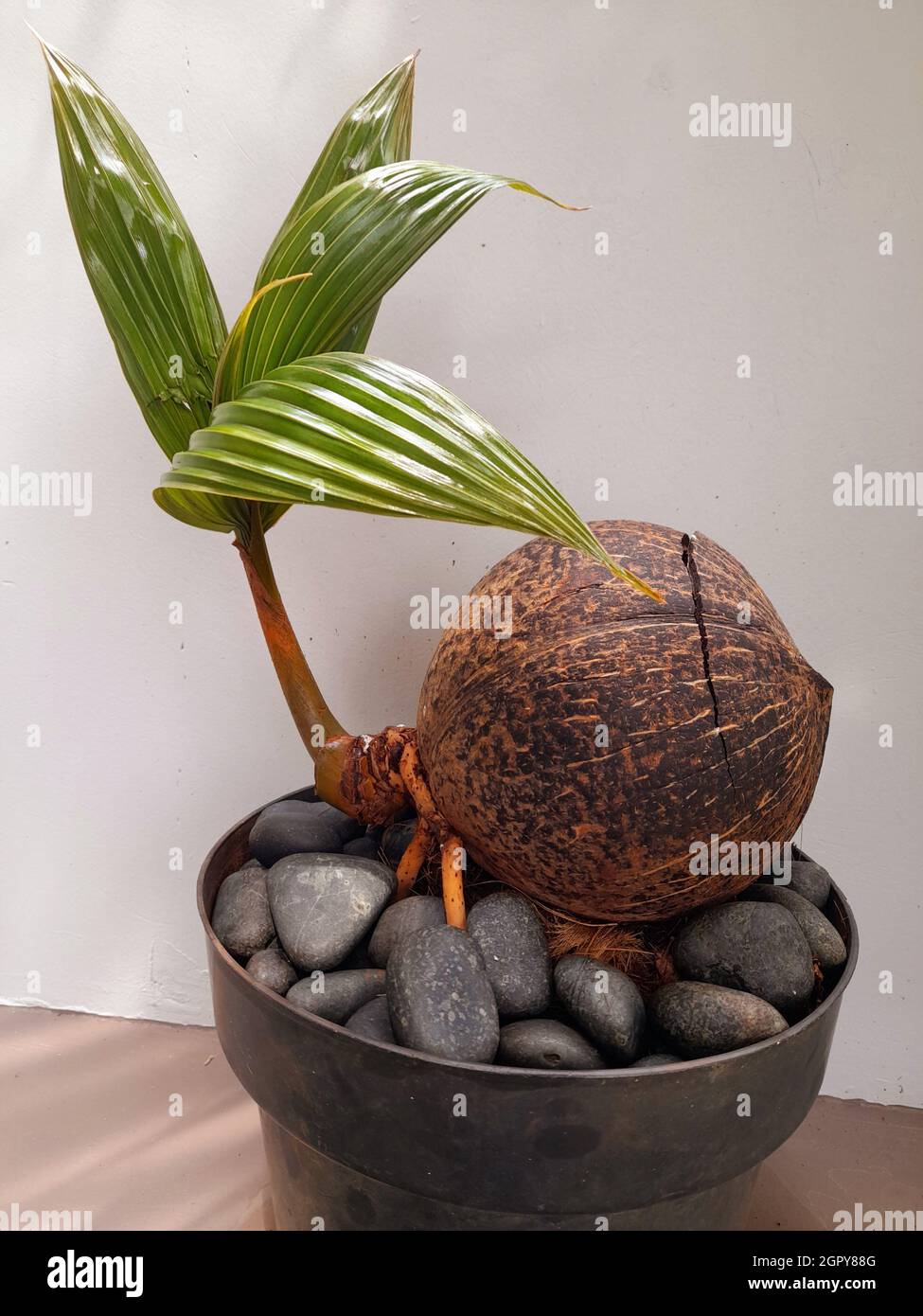 Bonsaï noix de coco Banque de photographies et d’images à haute ...