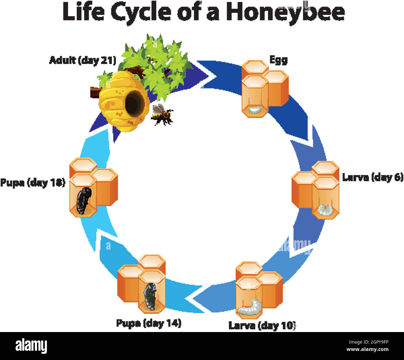 Life cycle of insects Banque d'images détourées - Alamy