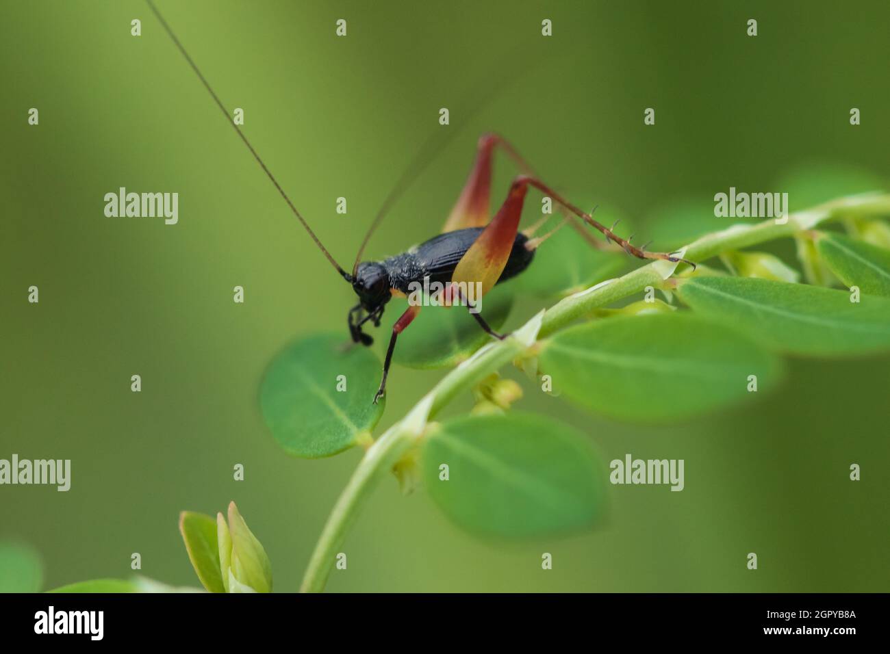 Insecte ravageur du riz Banque de photographies et d’images à haute ...