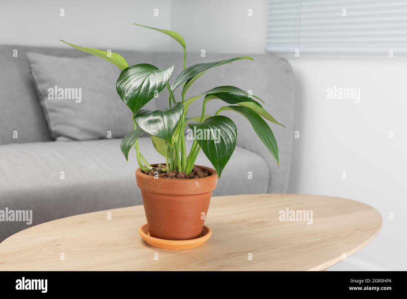 Queue de dragon Banque de photographies et d’images à haute résolution ...