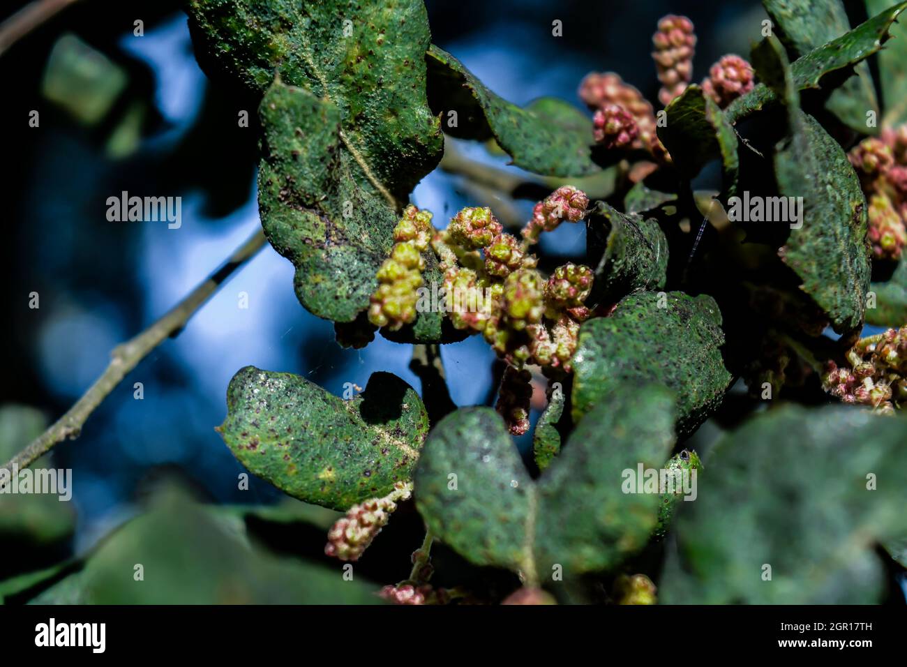 Lichen poussant sur un arbre fruitier Banque de photographies et d ...