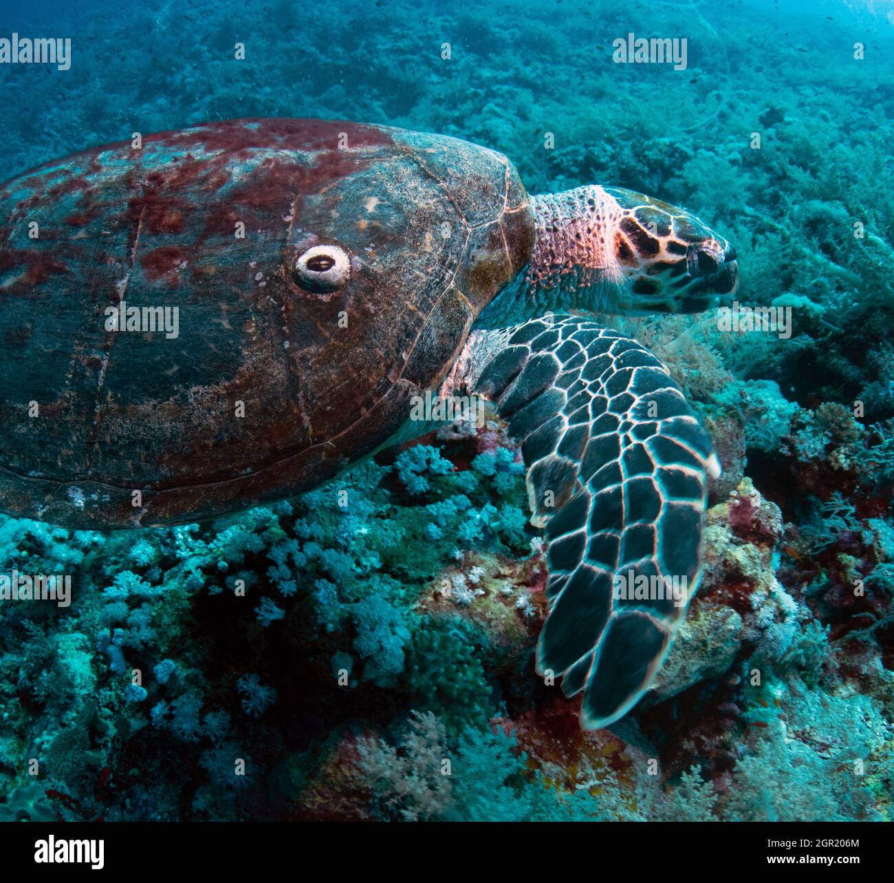 Tortue mer rouge Banque de photographies et d’images à haute résolution ...