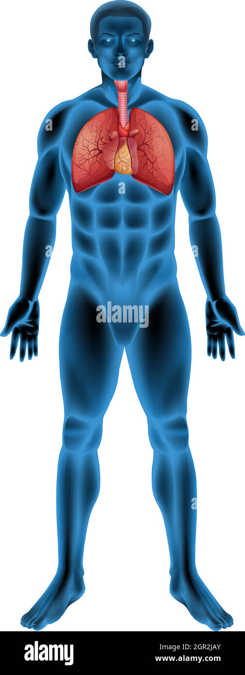 Organes vitaux corps humain Banque de photographies et d’images à haute ...