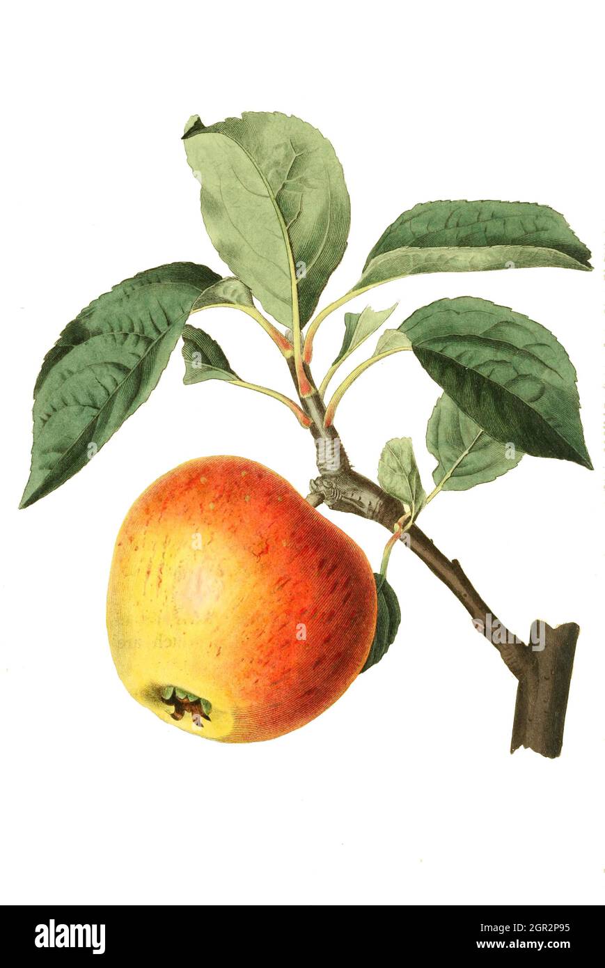 Apfel, Apfelsorte / court of Wick est une variété très ancienne de ...