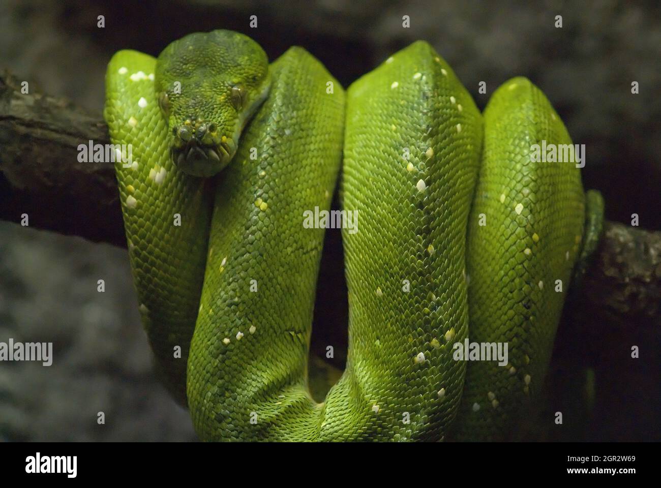 Arbre Vert Phyton Morelia Viridis Banque d'image et photos - Alamy