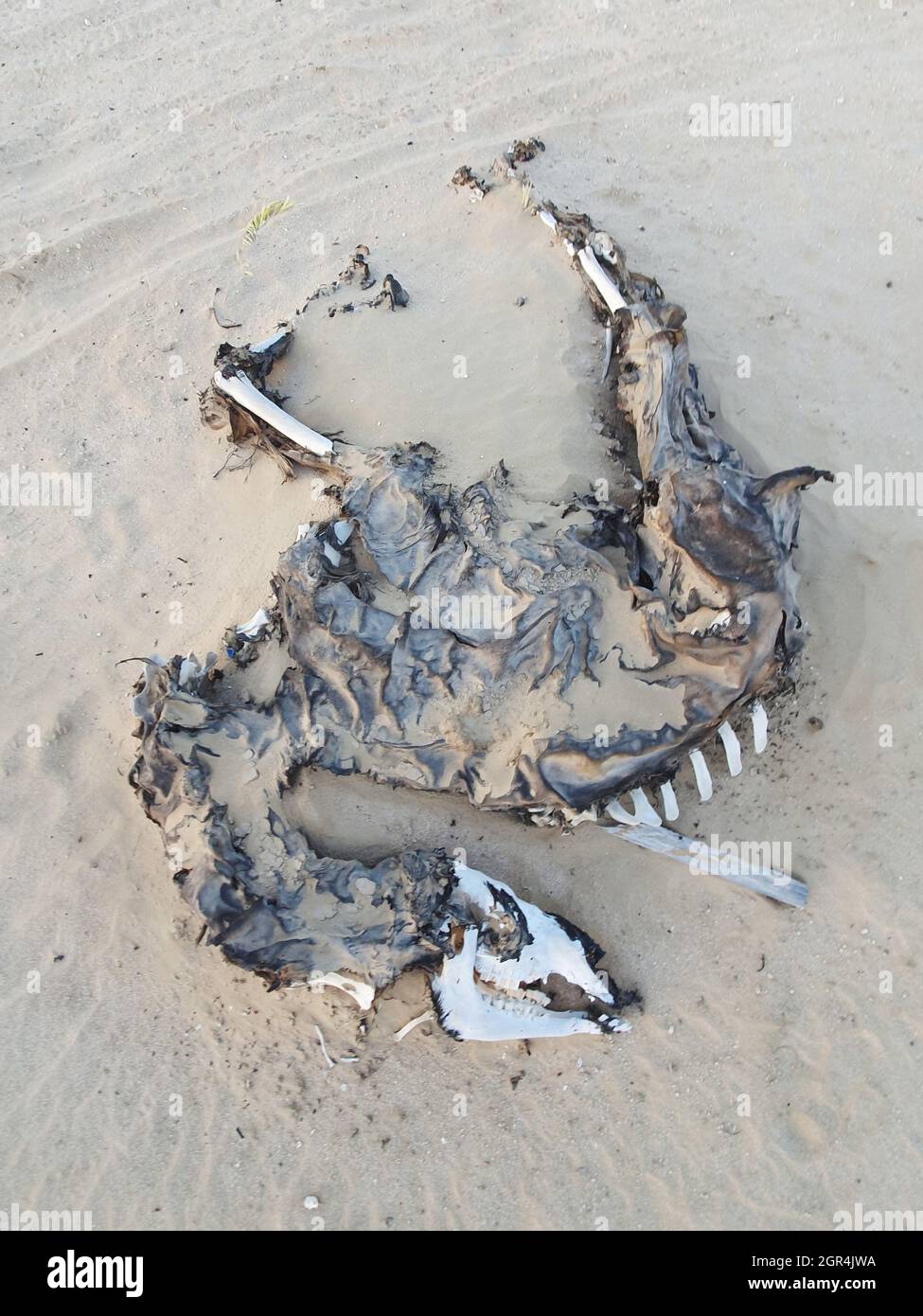 Mummified animal Banque de photographies et d’images à haute résolution ...