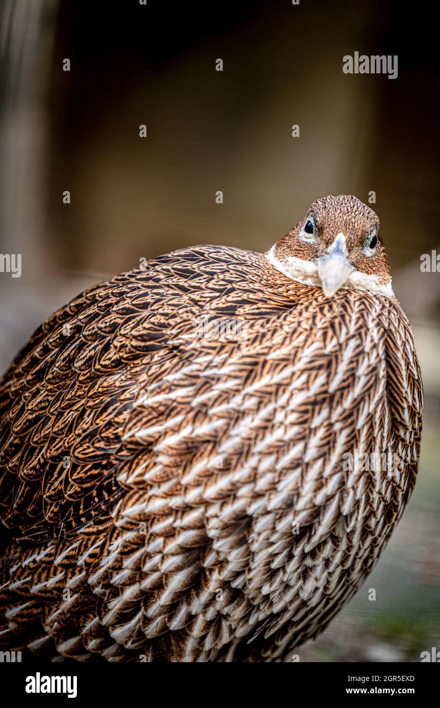 Faisan de lady amherst Banque de photographies et d’images à haute ...