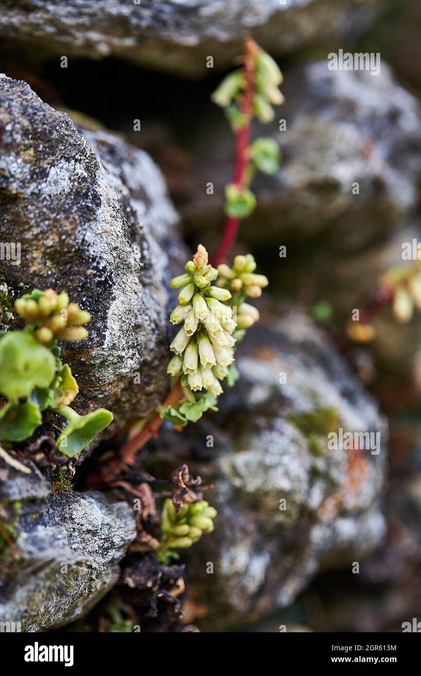 Lichen poussant sur un arbre fruitier Banque de photographies et d ...
