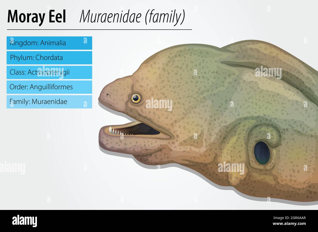 Moray eel teeth Banque d'images vectorielles - Alamy