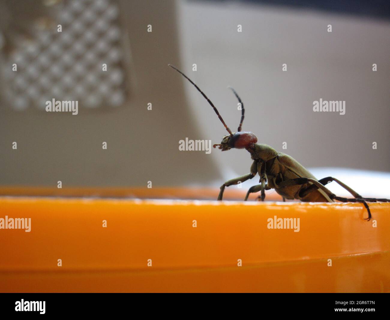 Mandibule d'insecte Banque de photographies et d’images à haute ...