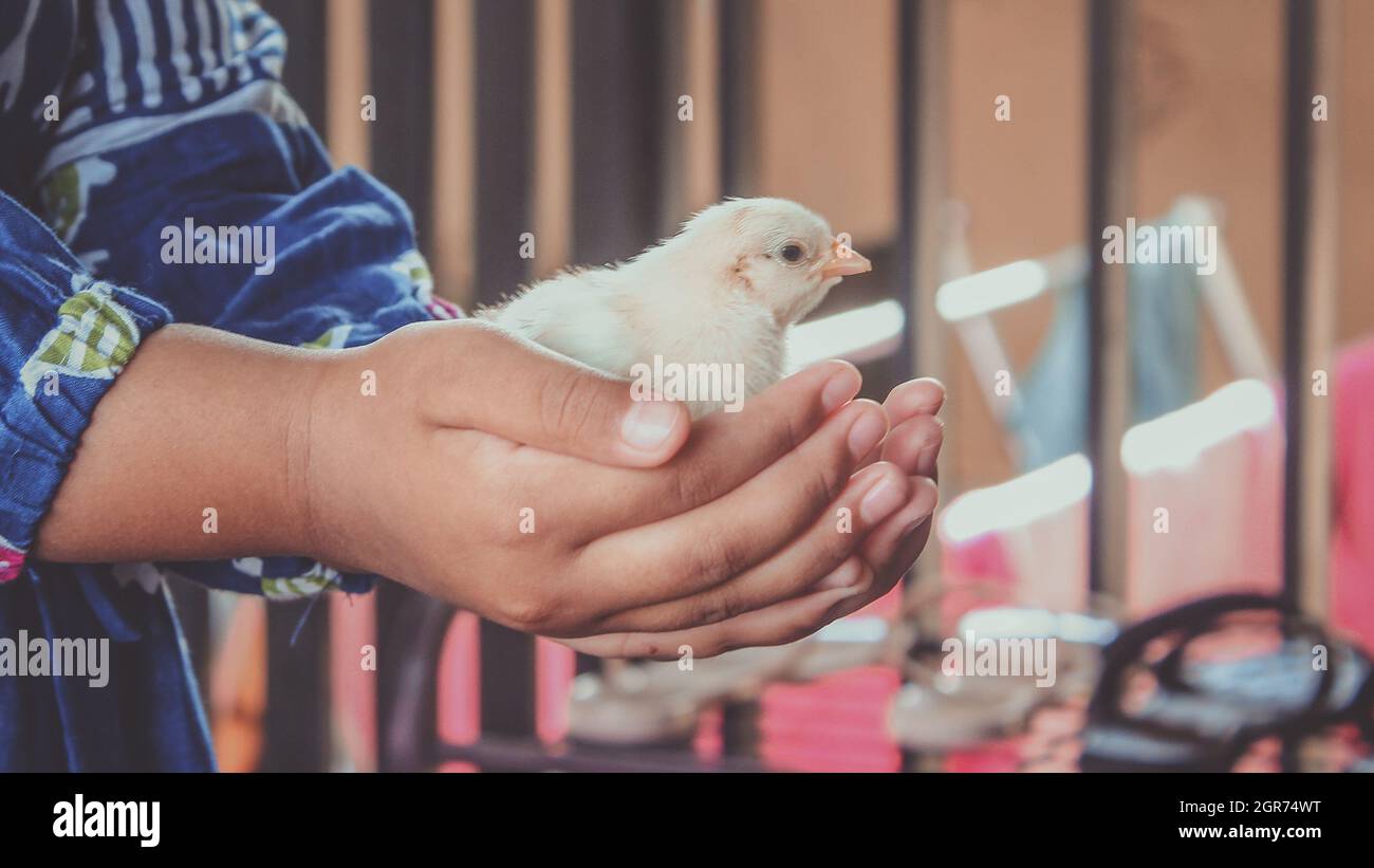 Cobaye humain Banque de photographies et d’images à haute résolution ...