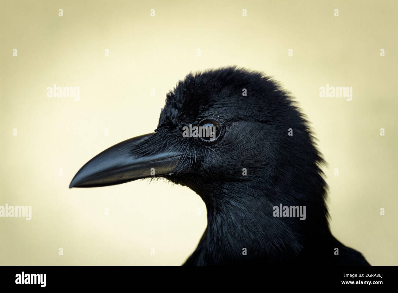 Un oiseau noir Banque de photographies et d’images à haute résolution ...