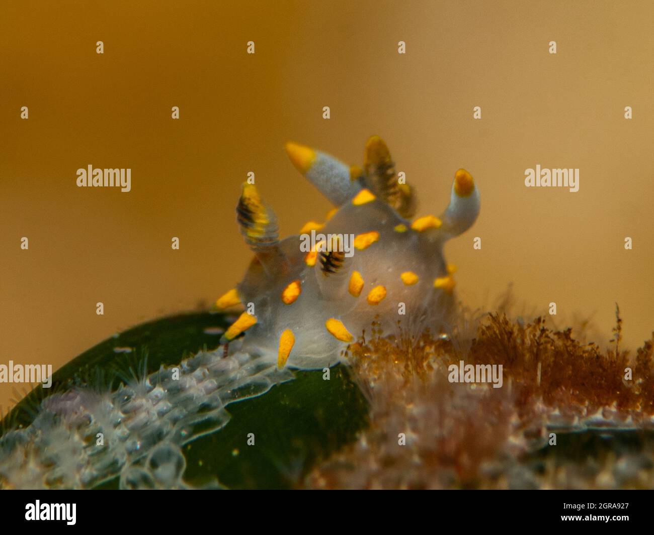 Polycera quadrilineata Banque de photographies et d’images à haute ...