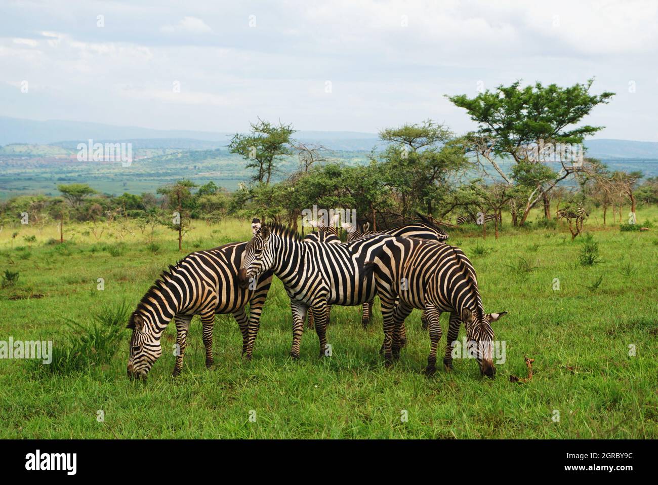 Akagera national park Banque de photographies et d’images à haute ...