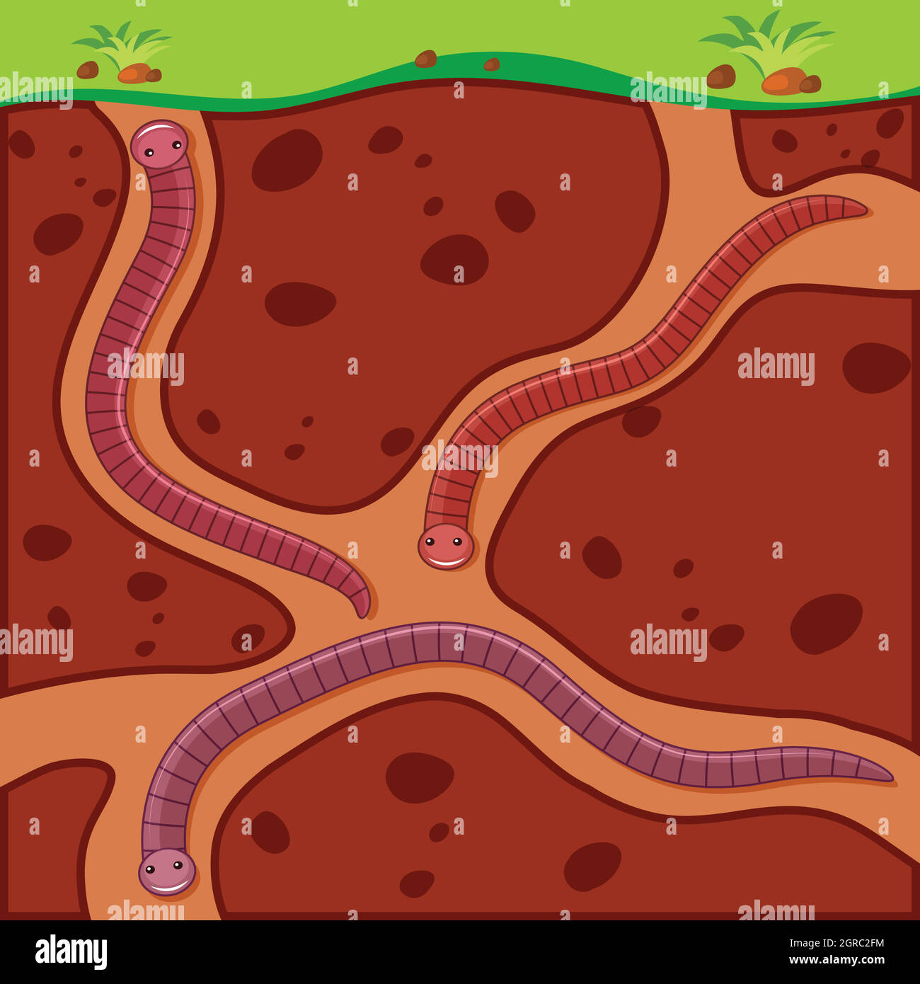 Vers de terre dessin Banque d'images vectorielles - Alamy
