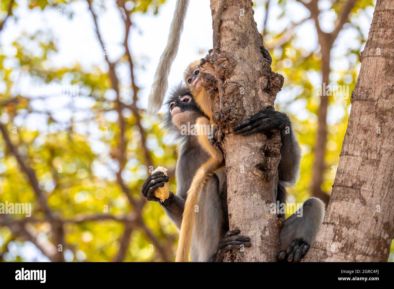 Monkey looking sideways Banque de photographies et d’images à haute ...