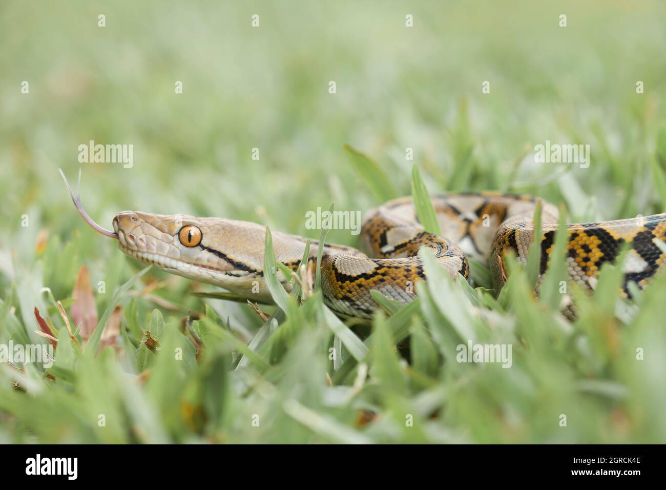 Petite plante de serpent Banque de photographies et d’images à haute ...