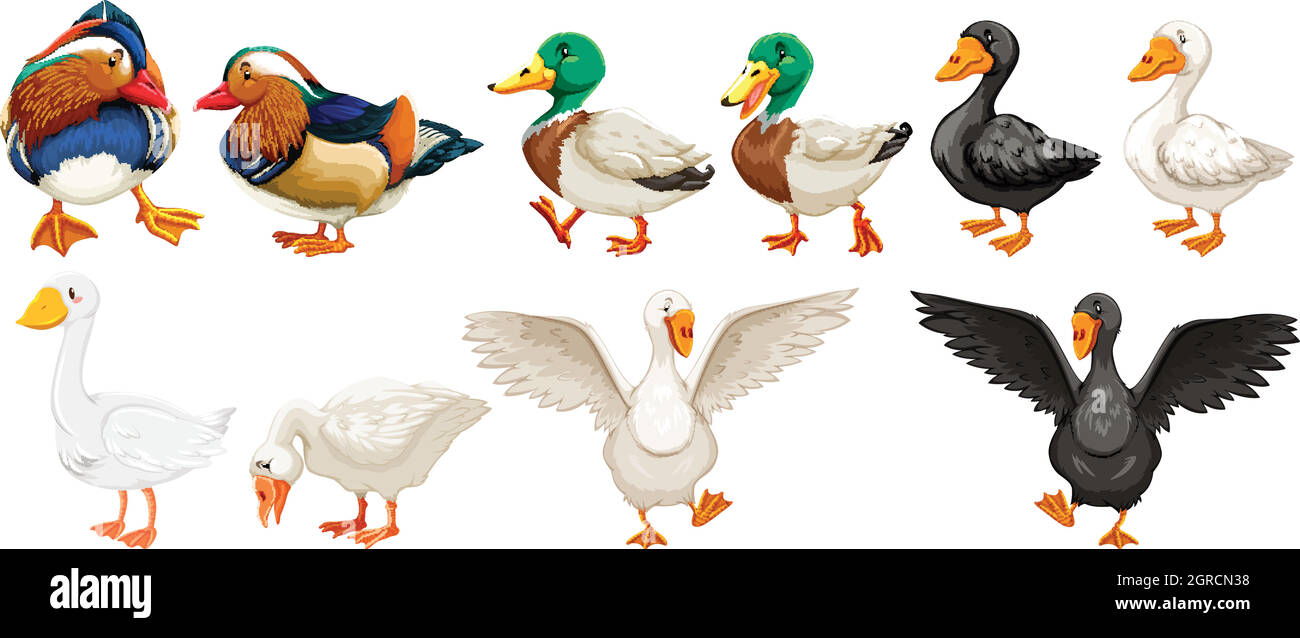 Différents types de canards et d'oies Image Vectorielle Stock - Alamy