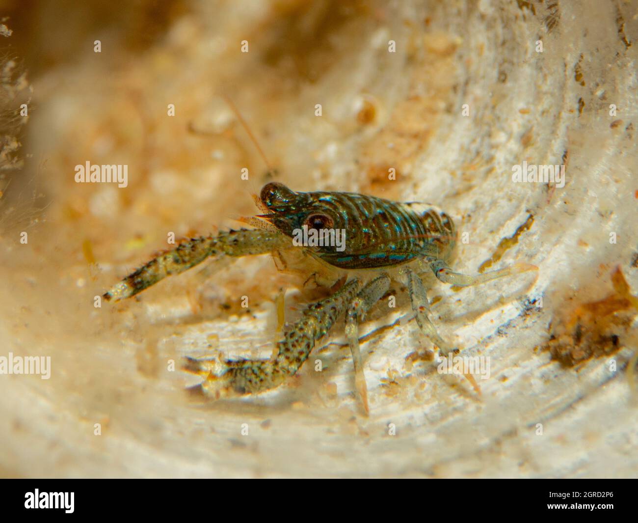 Galathea squamifera Banque de photographies et d’images à haute ...