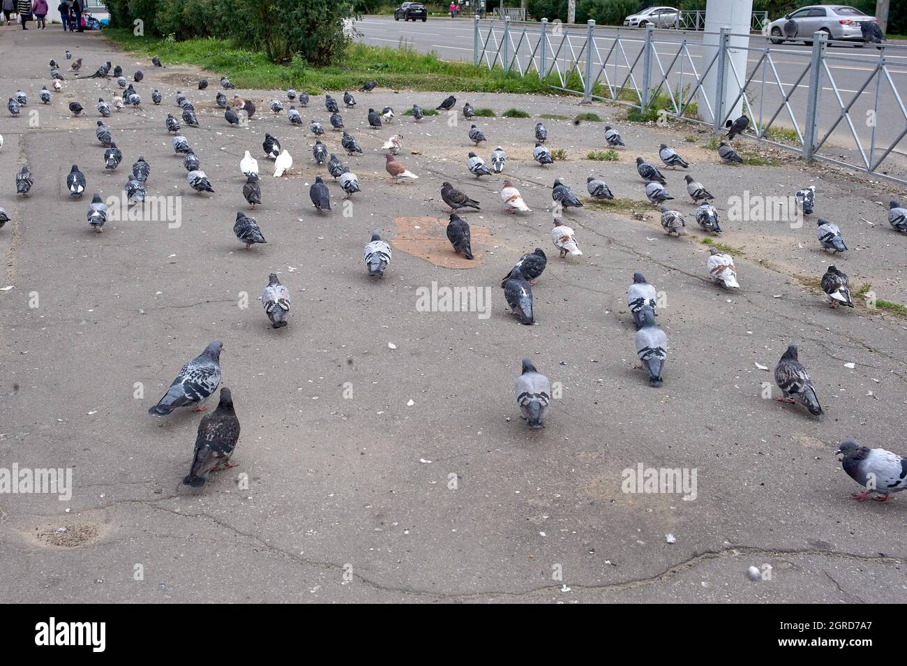 Pigeons assis sur le sol Banque de photographies et d’images à haute ...