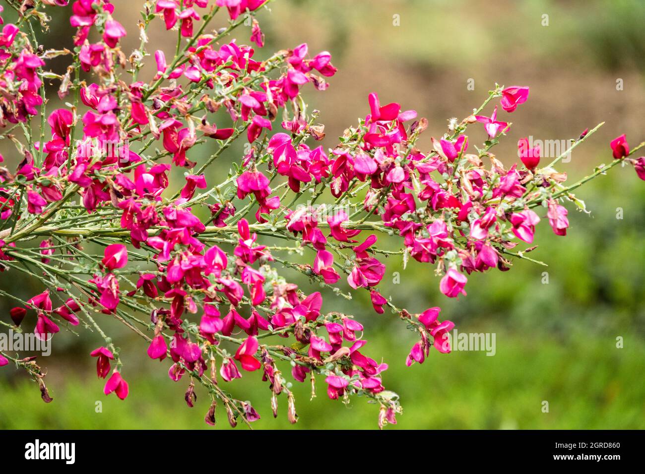 Cytisus praecox Banque de photographies et d’images à haute résolution ...