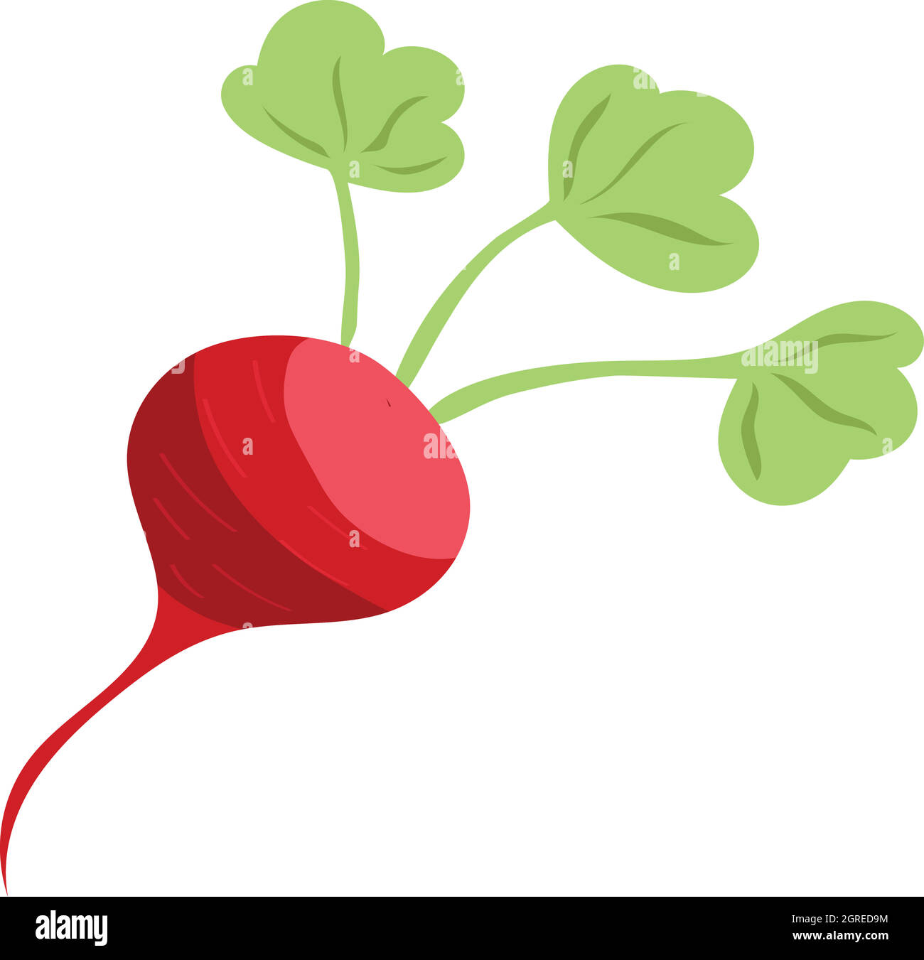 Champ de radis Banque d'images vectorielles - Alamy