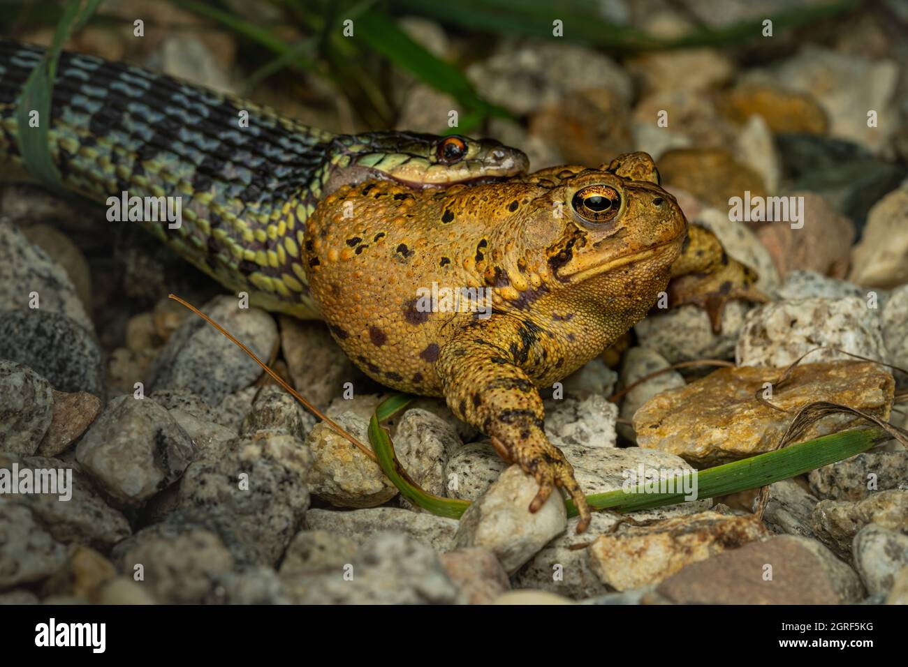 Grenouille mangeant un serpent Banque de photographies et d’images à ...