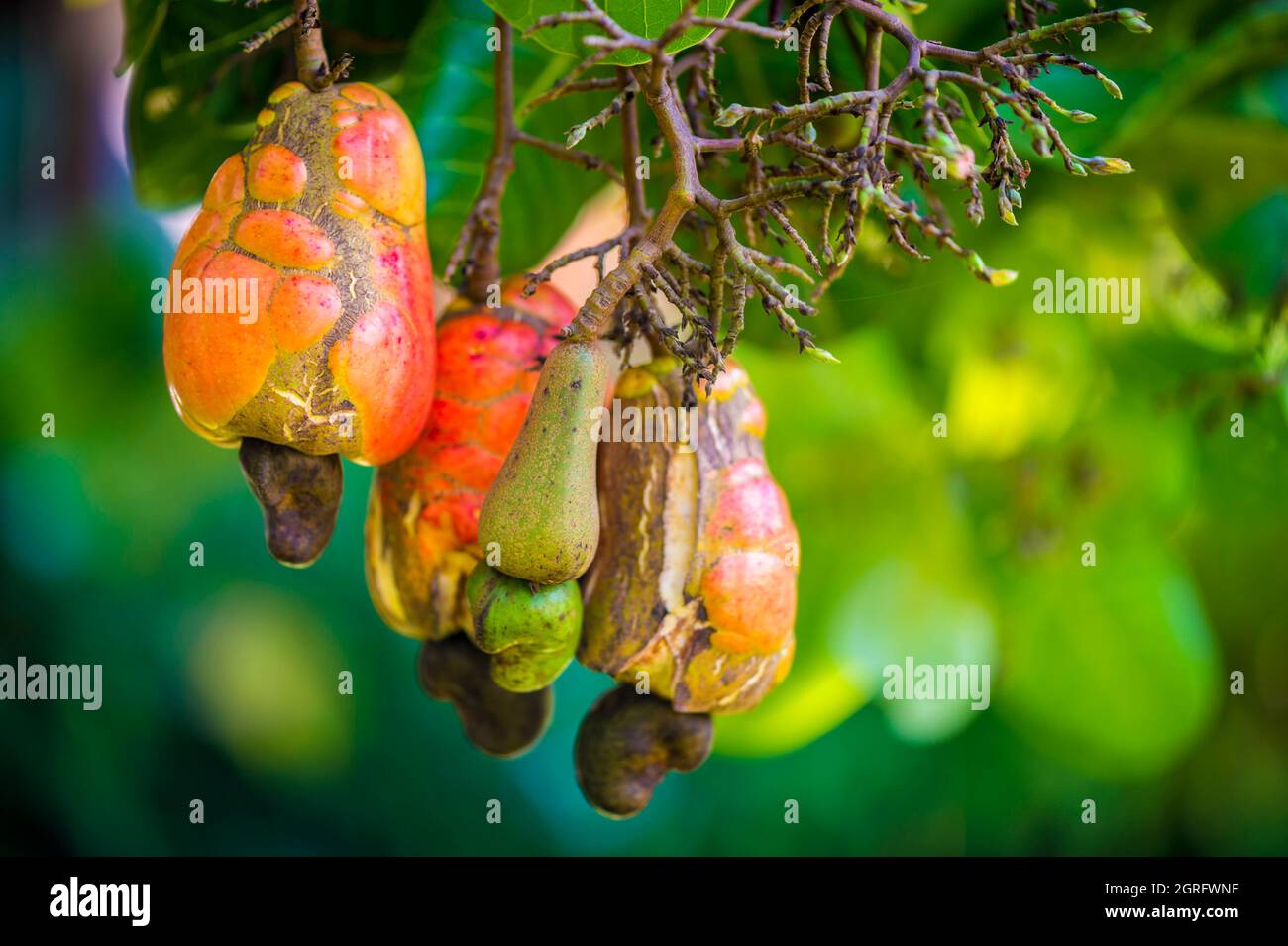 France, Guyane française, Saül, Parc Amazonien de Guyane, Relais du ...