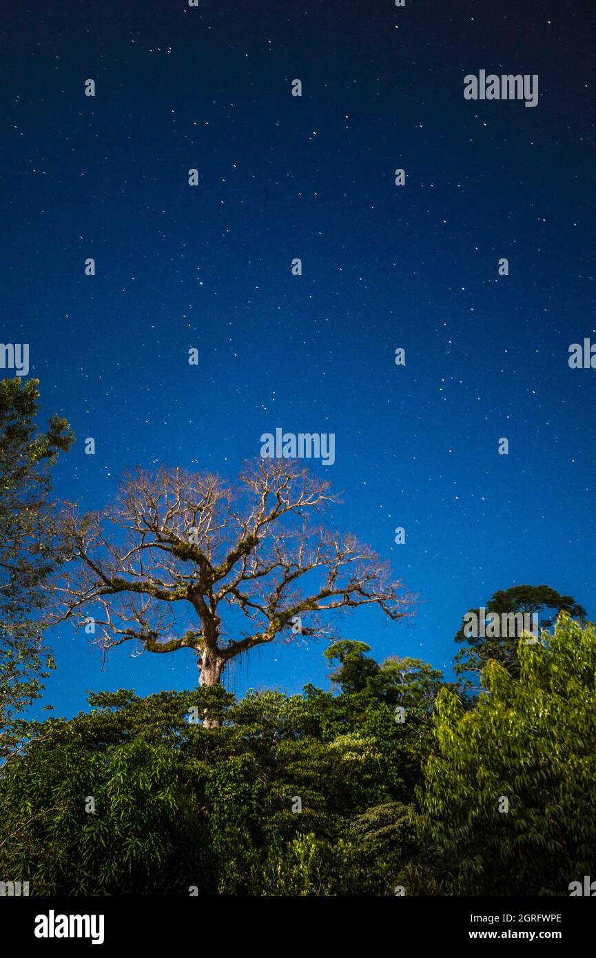 France, Guyane française, Saül, Parc Amazonien de Guyane, arbre de ...