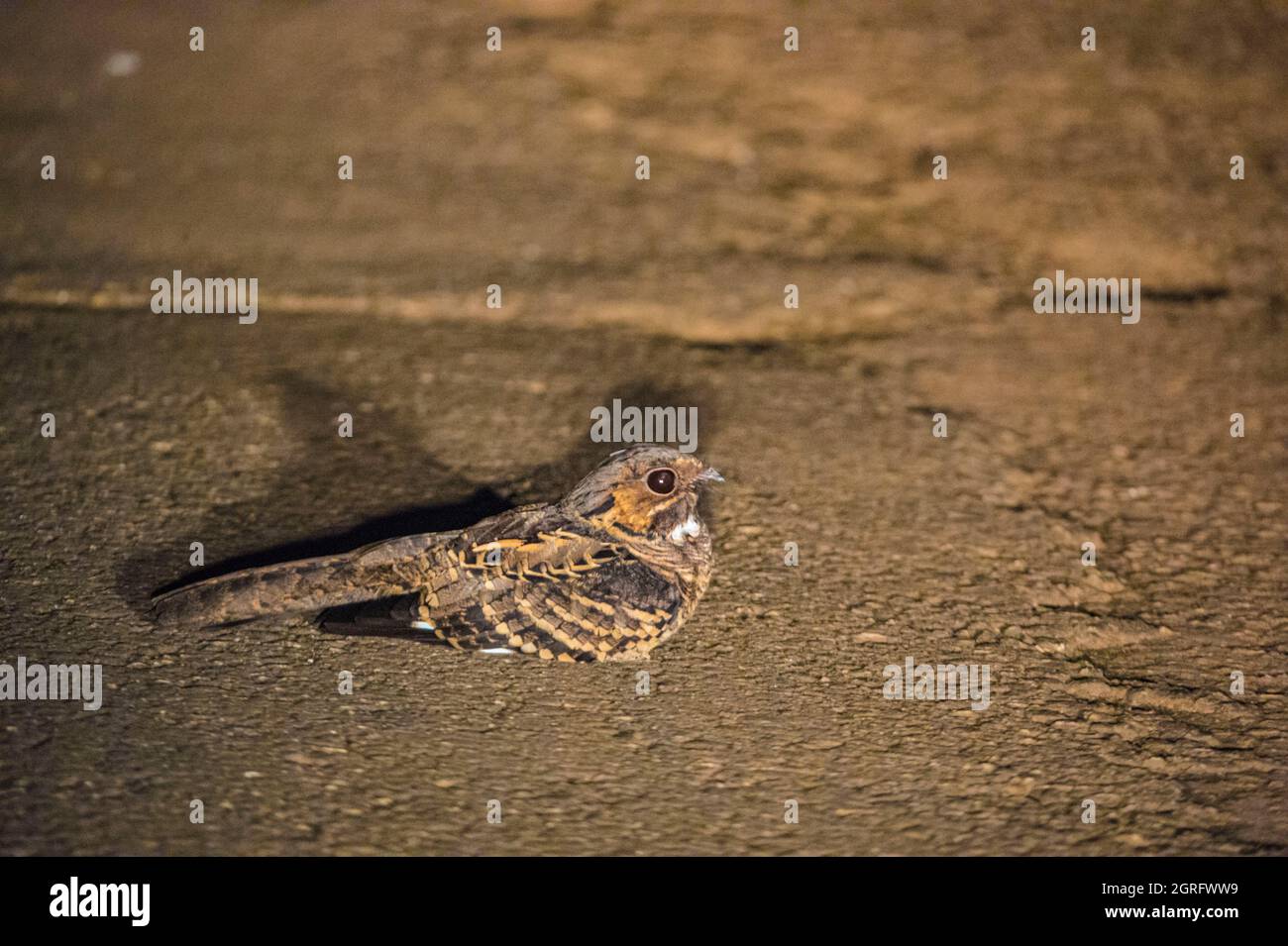 Faune francaise Banque de photographies et d’images à haute résolution ...