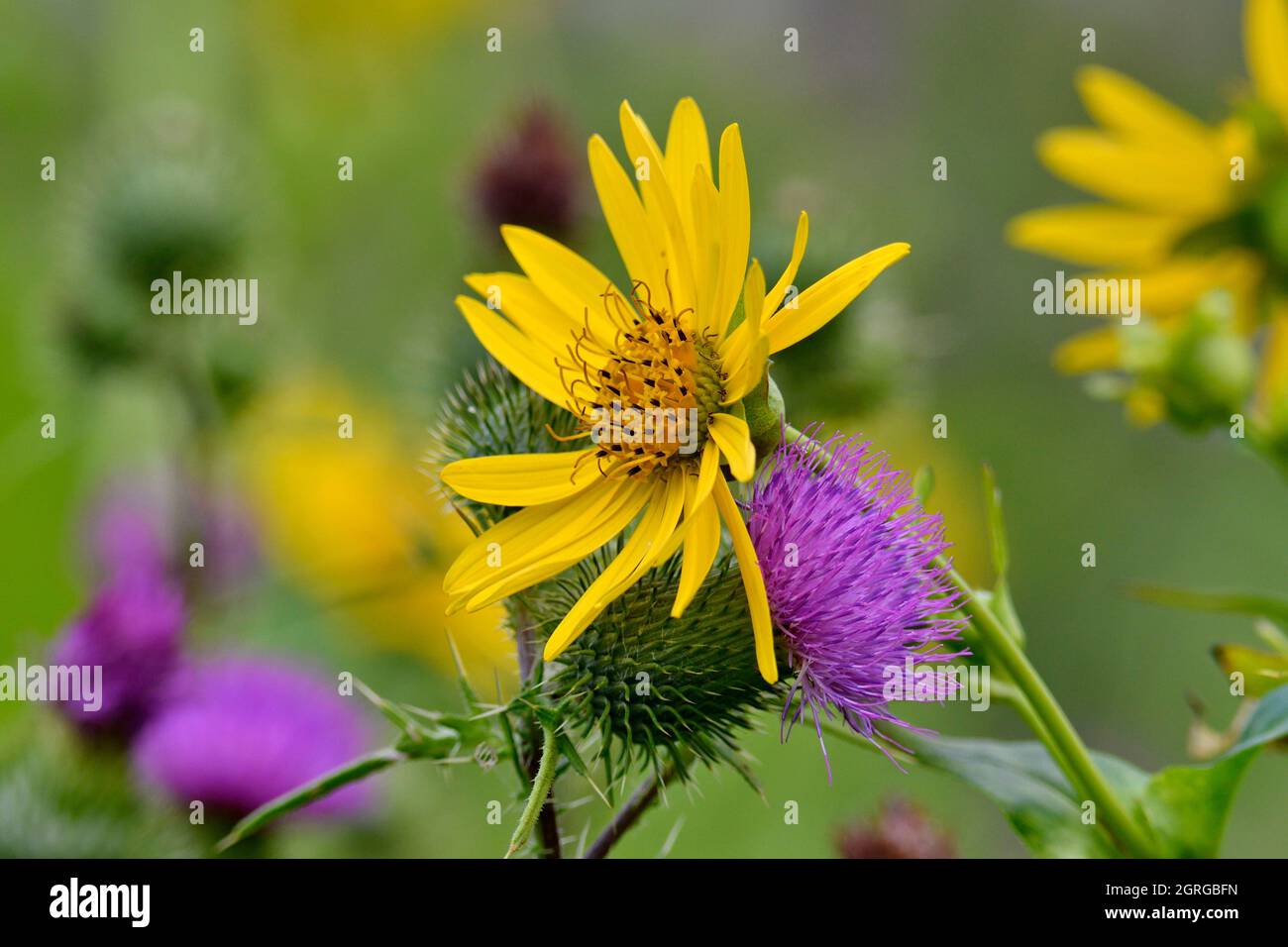 Faune Et Flore France Banque d'image et photos - Alamy