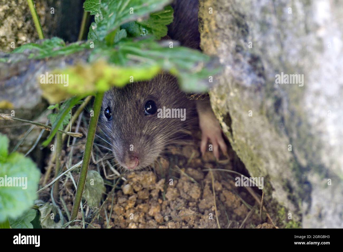 Animaux rongeurs Banque de photographies et d’images à haute résolution ...