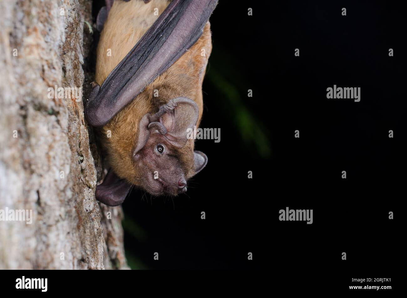 Noctule nyctalus noctula Banque de photographies et d’images à haute ...