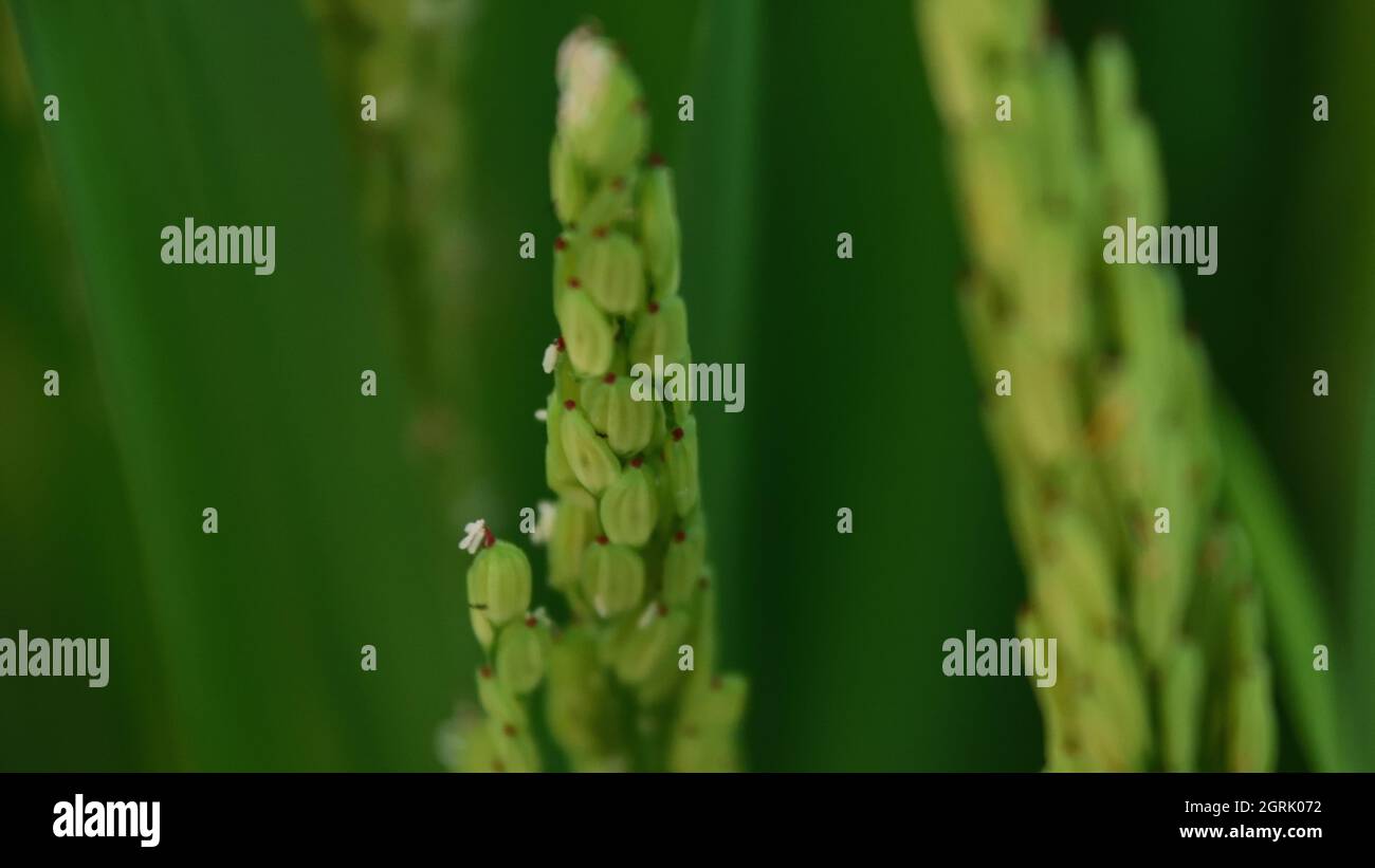 Insecte de la plante de riz Banque de photographies et d’images à haute ...