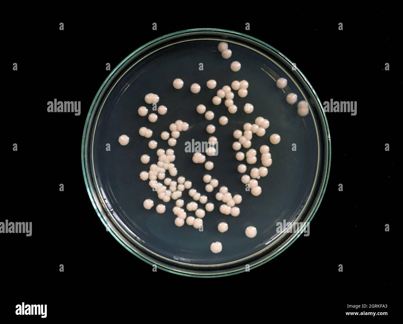 Bacterial colonies Banque de photographies et d’images à haute ...