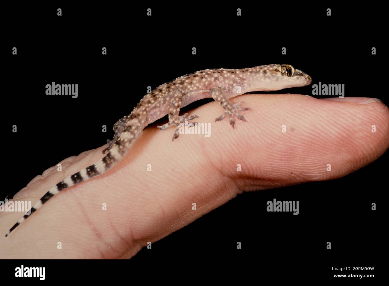 Least gecko Banque de photographies et d’images à haute résolution - Alamy
