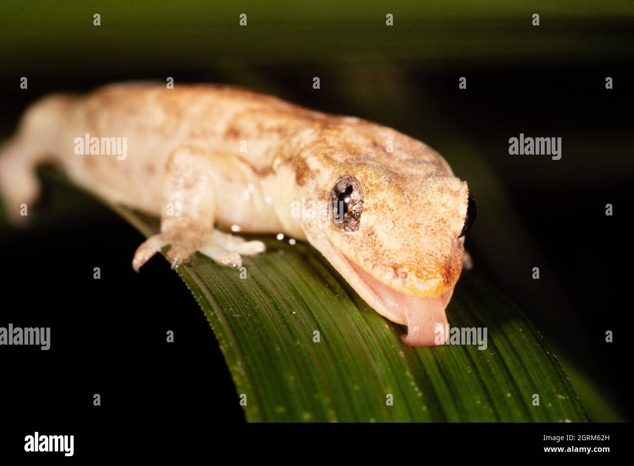 Lepidodactylus lugubris Banque de photographies et d’images à haute ...