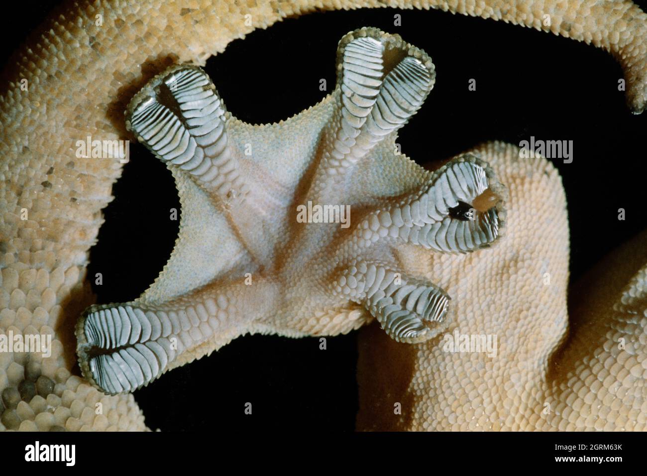 Détail du pied d'un Gecko à queue de Turnpip - Thecadactylus rapicauda ...