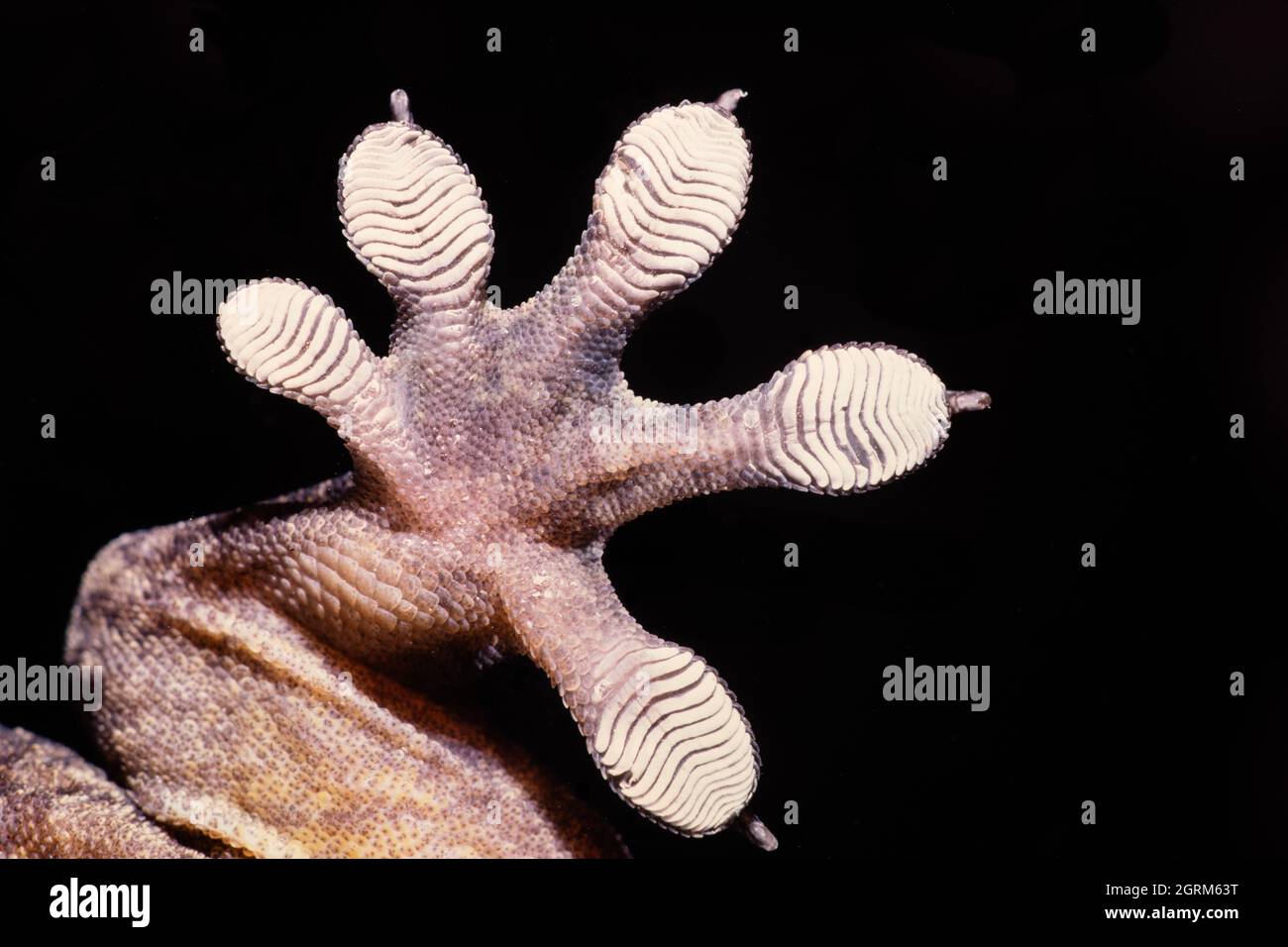 Gecko arboricole crépusculaire Banque de photographies et d’images à ...