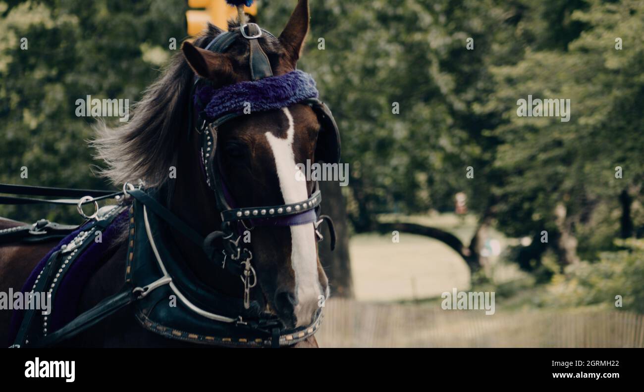 Le cheval en mouvement Banque de photographies et d’images à haute ...