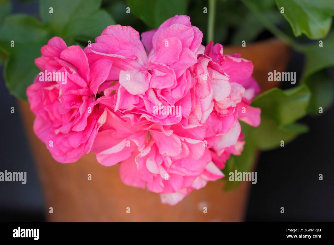 Grappes de fleurs de Pelargonium peltatum 'Sybil Holmes', géranium ...