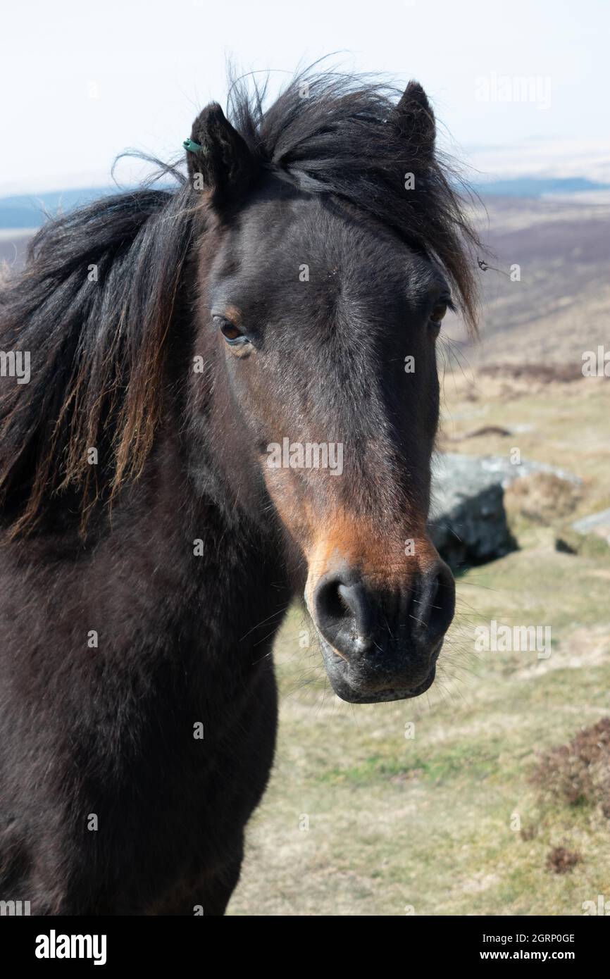 Gros plan de la tête d'un poney indigène sur Dartmoor Devon Angleterre ...