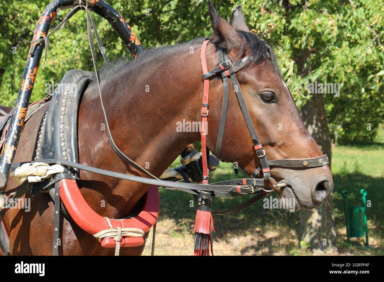 Cheval attelé Banque de photographies et d’images à haute résolution ...
