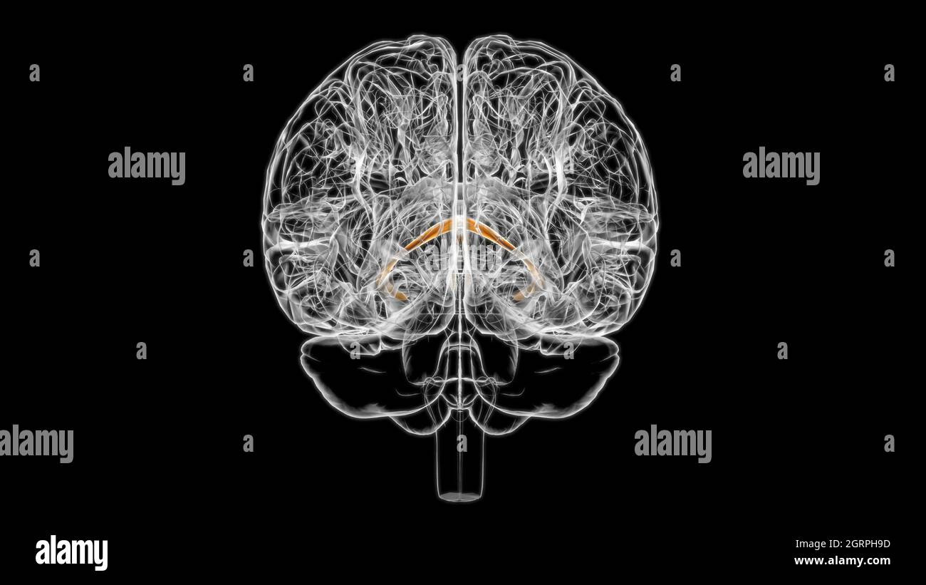 Fornix of the brain Banque de photographies et d’images à haute ...